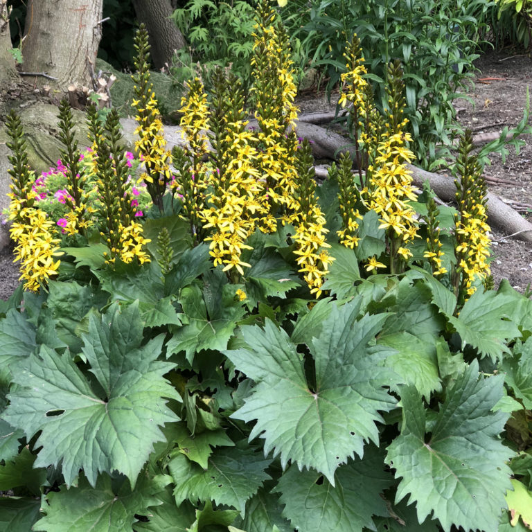 Ligularia 'Bottle Rocket' - Garden Crossings