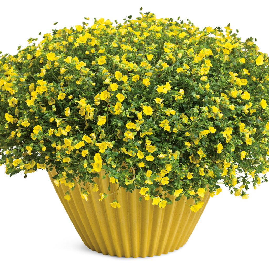 Mecardonia GOLDDUST® - Order Online