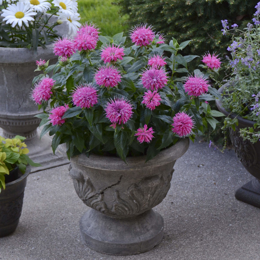 'Pardon My Pink' Bee Balm - Order Online