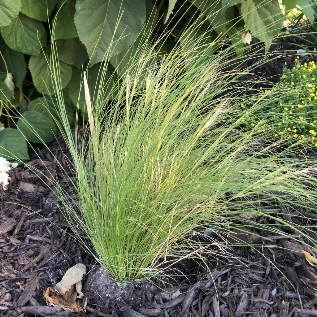 'Mexican Feather Grass' Nasella - Garden Crossings