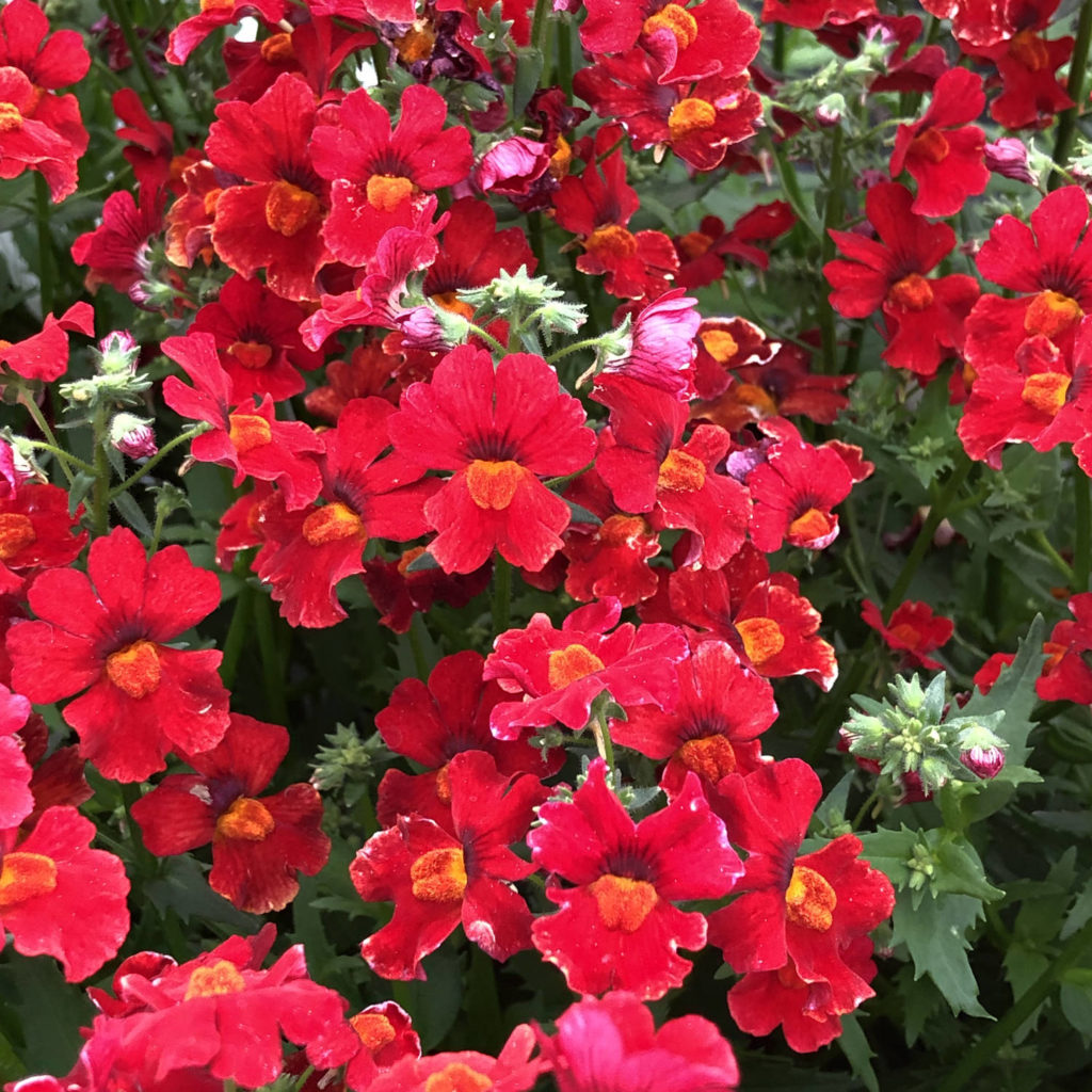 Nemesia SUNSATIA Cranberry - Buy Nemesia Annuals Online