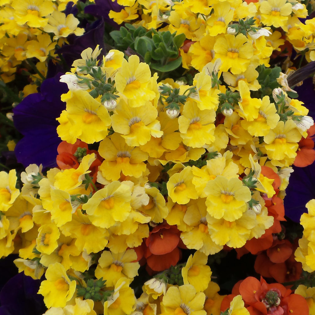 Nemesia SUNSATIA Lemon - Buy Nemesia Annuals Online