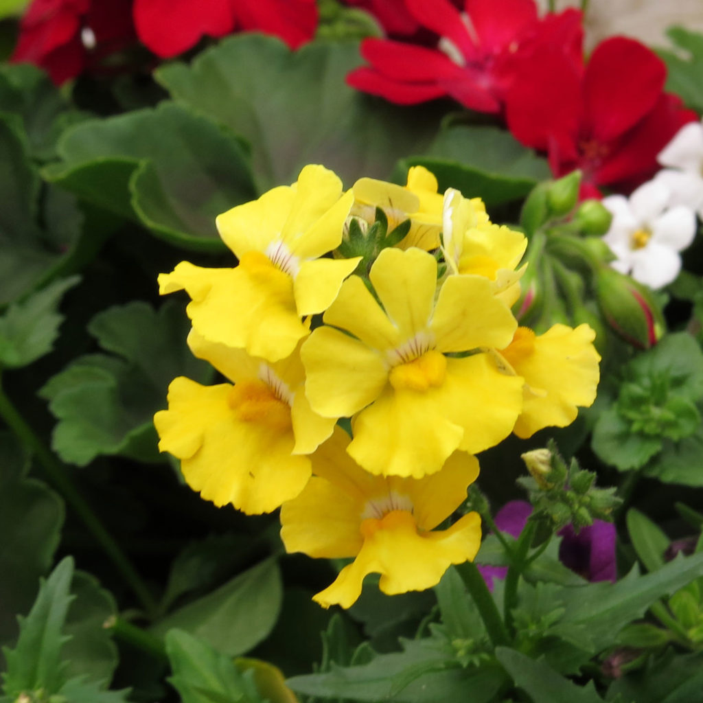 Nemesia SUNSATIA Lemon - Buy Nemesia Annuals Online