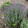 Cat's Meow Catmint (Nepeta) - Order Online