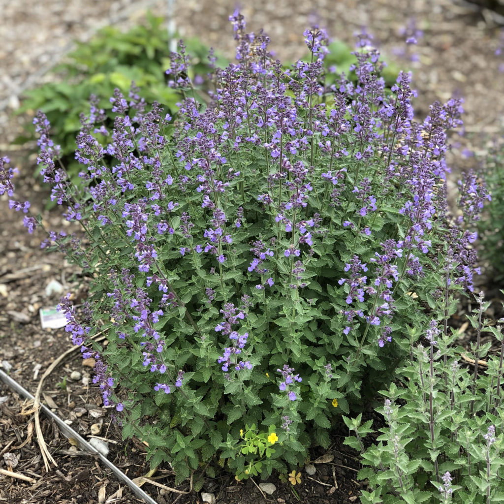 Cat's Meow Catmint (Nepeta) - Order Online