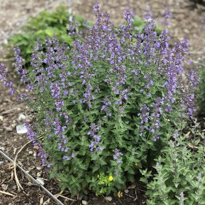 Cat's Meow Catmint (Nepeta) - Order Online