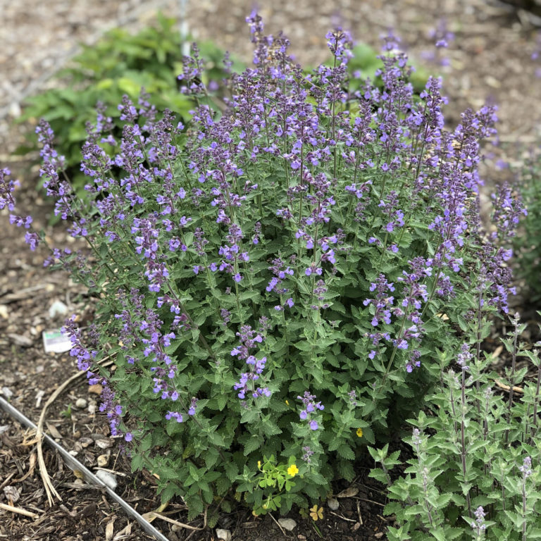 Cat's Meow Catmint (Nepeta) - Order Online