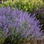 Cat's Meow Catmint (Nepeta) - Order Online