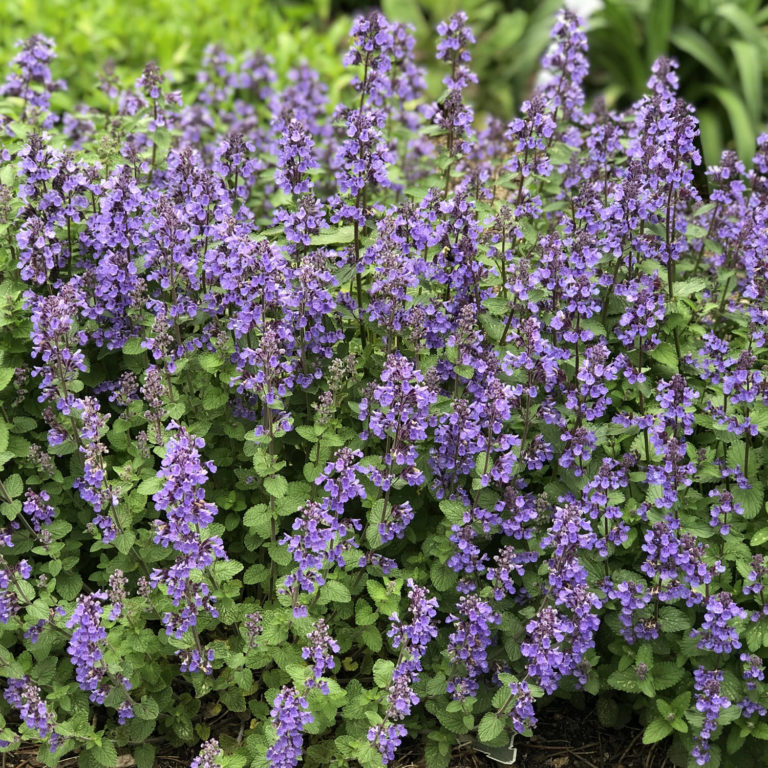 Nepeta Purrsian Blue - Buy Catmint Perennials Online