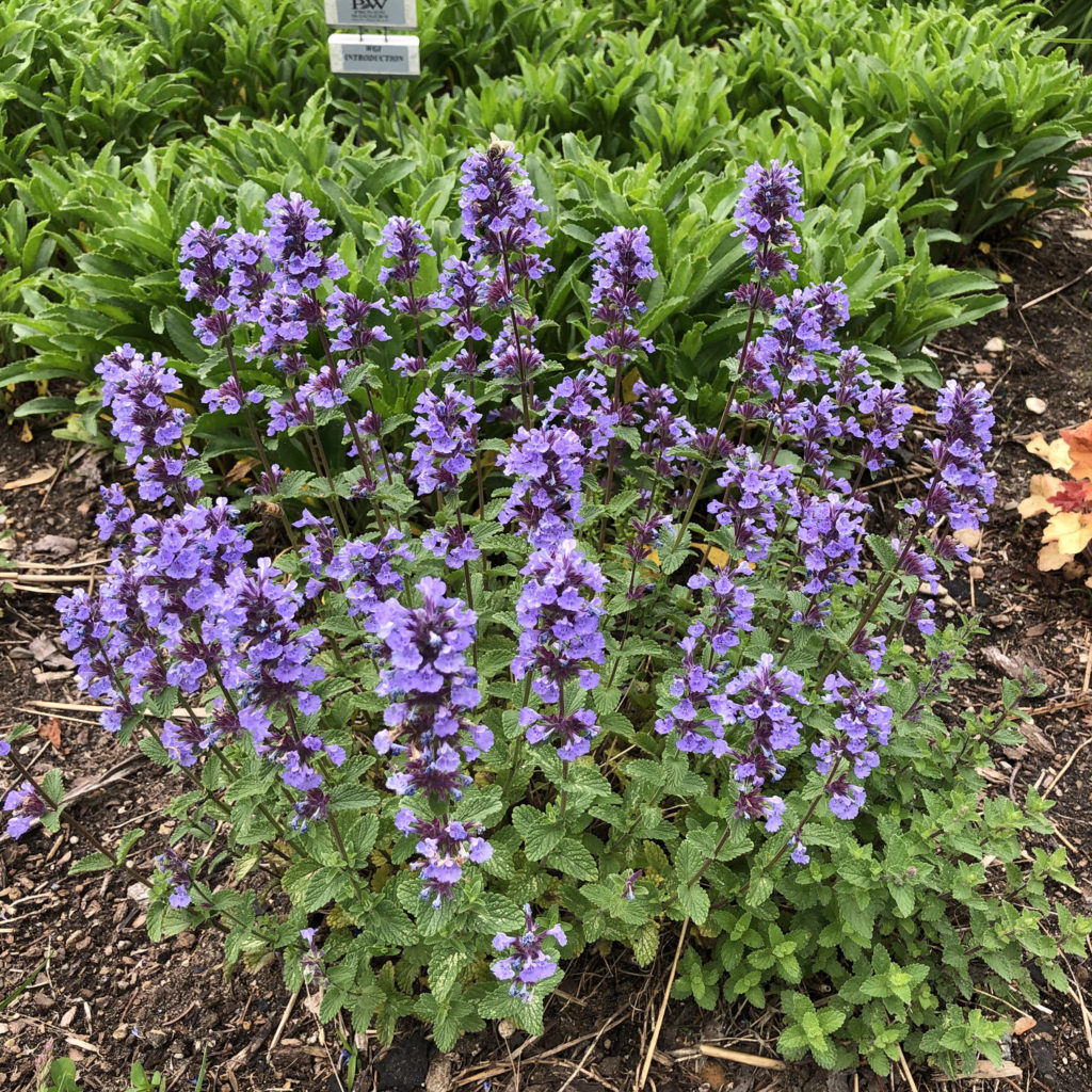 Nepeta Purrsian Blue - Buy Catmint Perennials Online