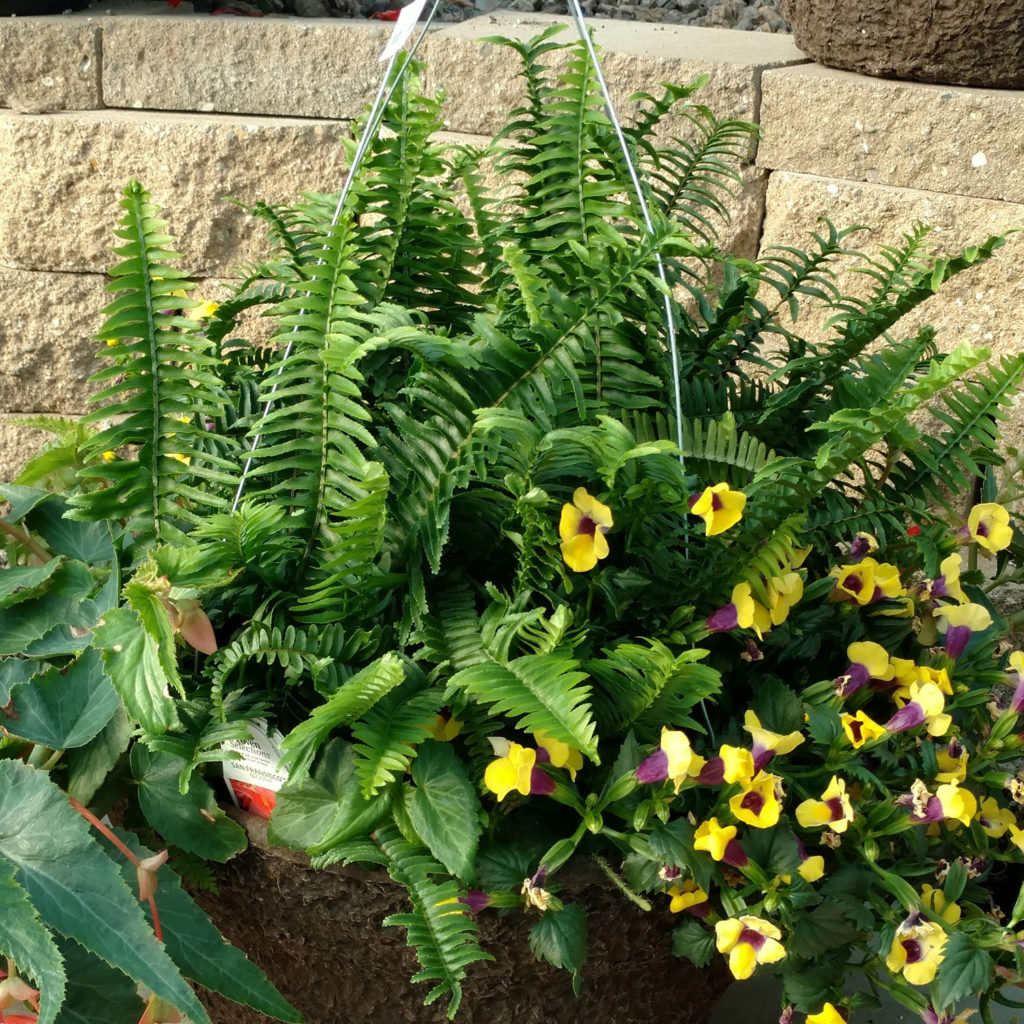 Kimberly Queen Fern (Nephrolepis) – Garden Crossings