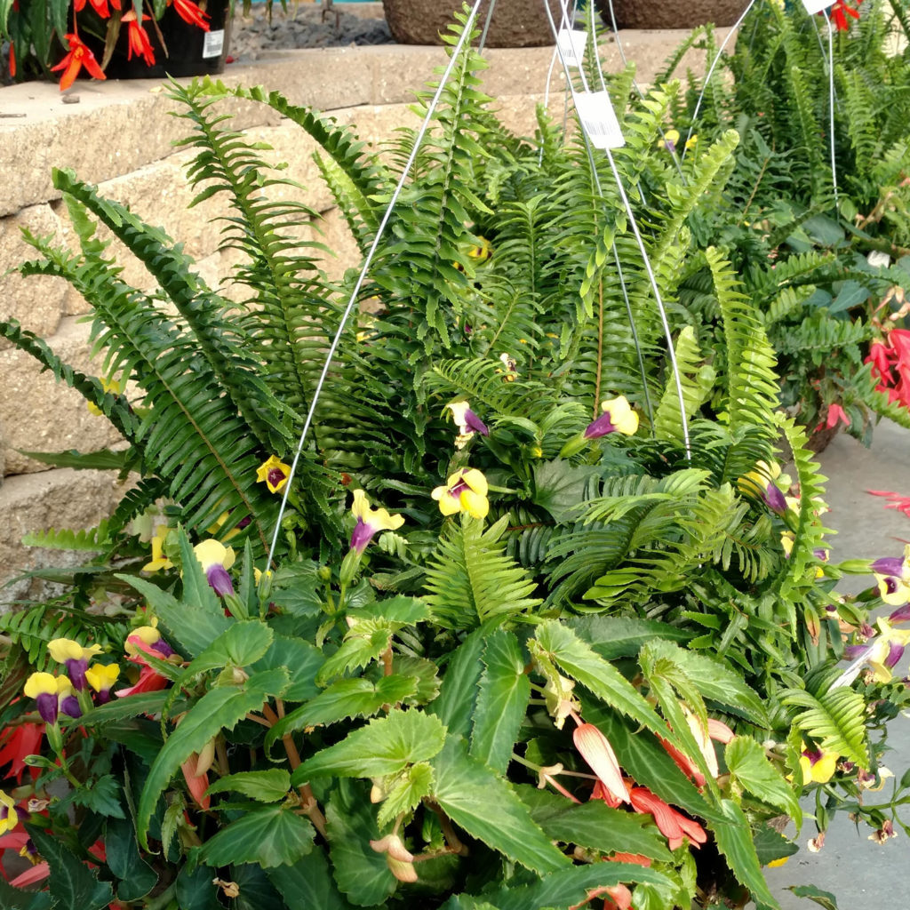 Kimberly Queen Fern (Nephrolepis) – Garden Crossings