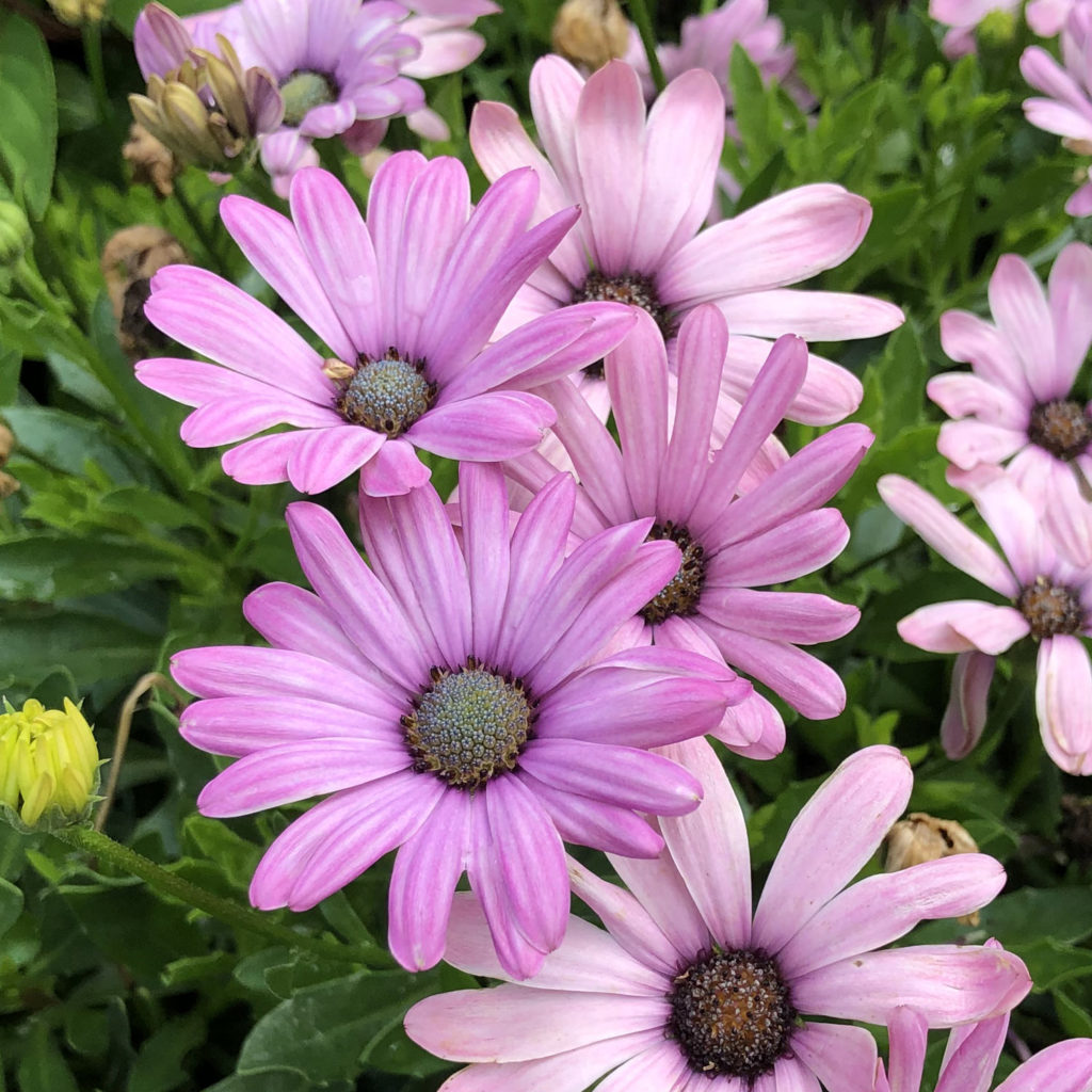 Order African Daisy Annuals Online
