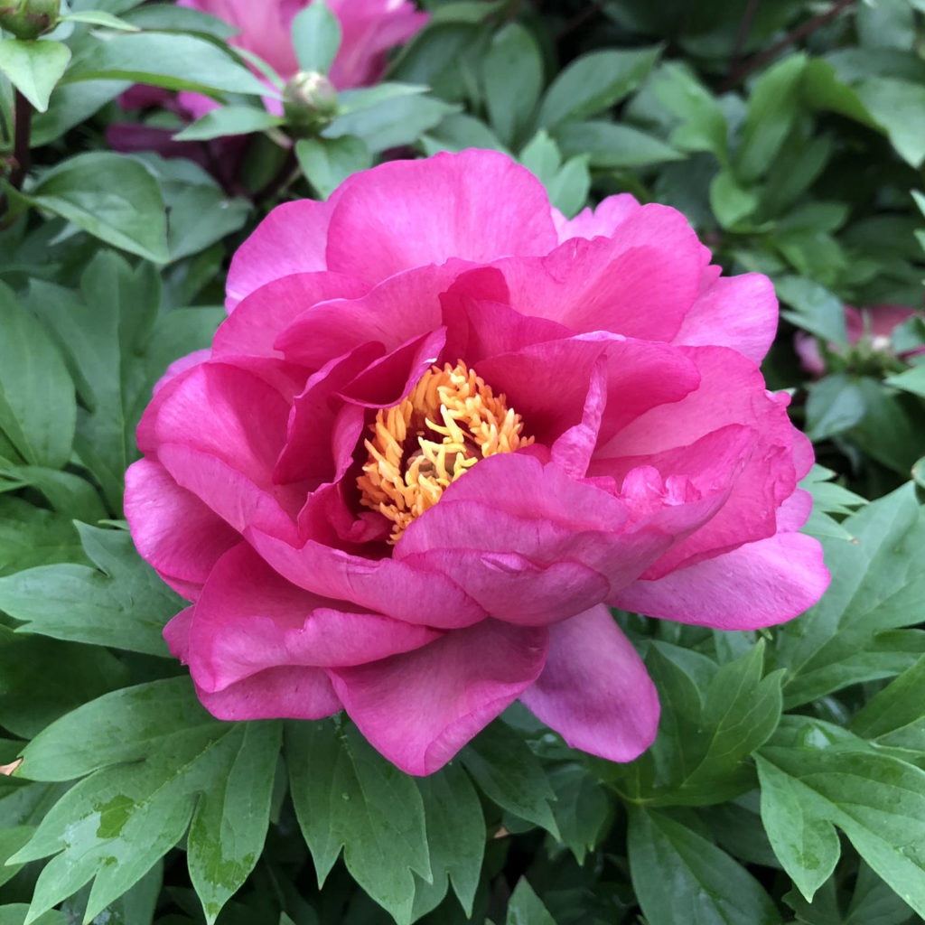 Paeonia First Arrival - Buy Peony Intersectional Perennials Online