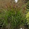PRAIRIE WINDS® 'Cheyenne Sky' Switch Grass - Order Online