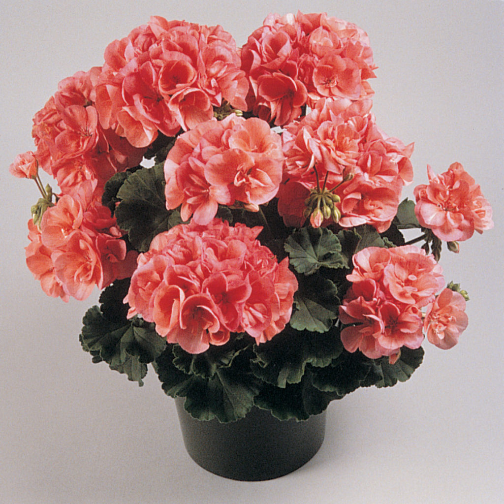 AMERICANA® Salmon Geraniums - Order Online