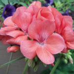 AMERICANA® Salmon Geraniums - Order Online