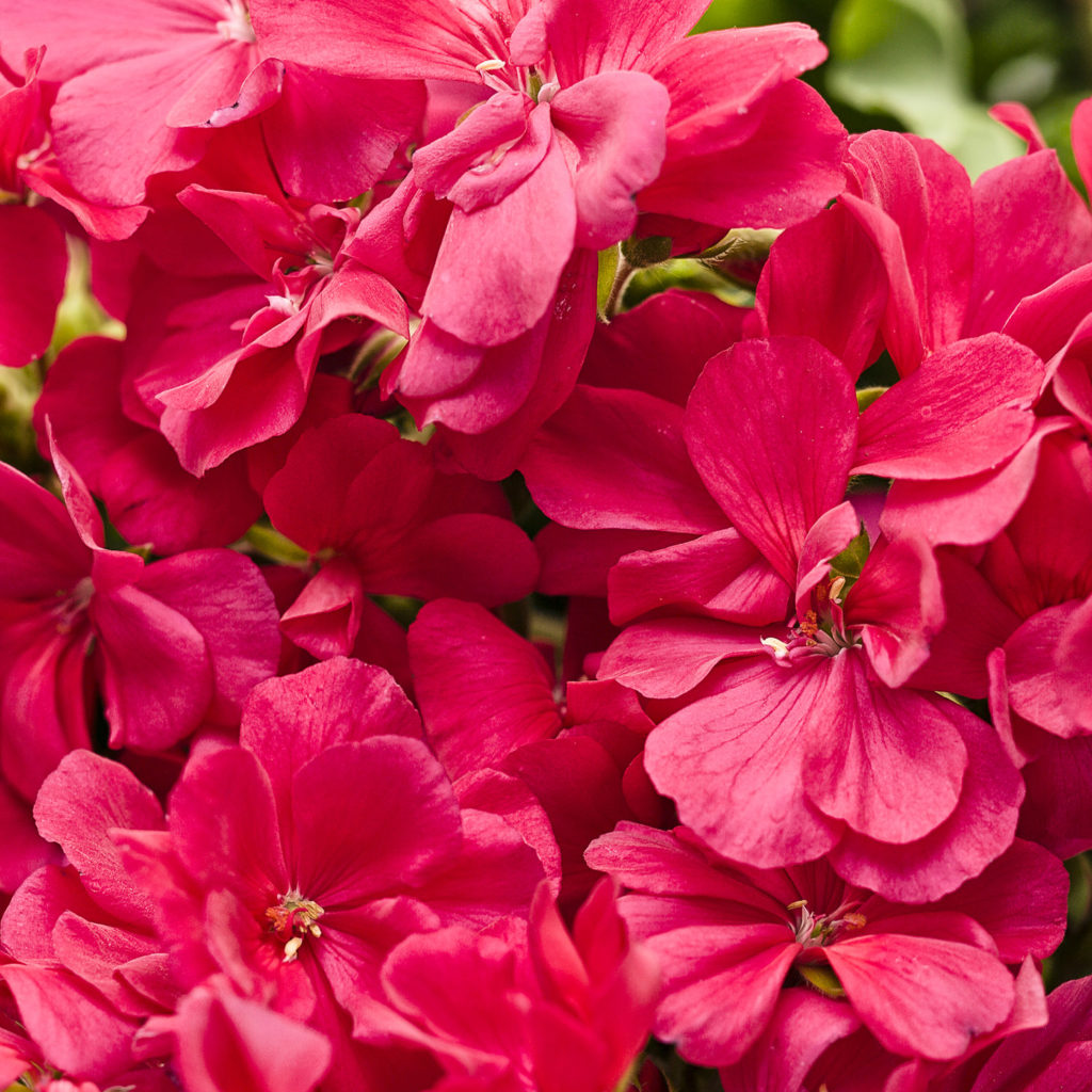 BOLDLY® Hot Pink Geraniums - Order Online