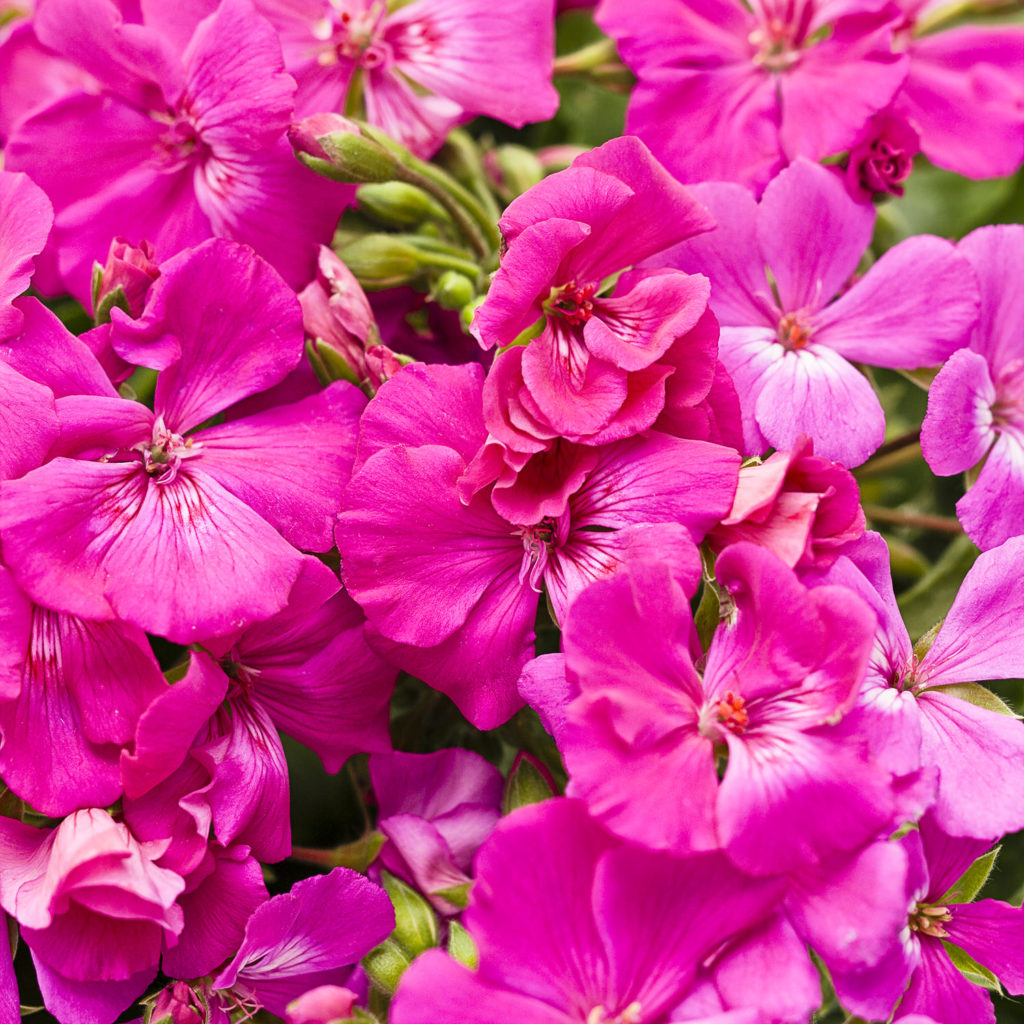 BOLDLY® Lavender Rose Geraniums - Order Online