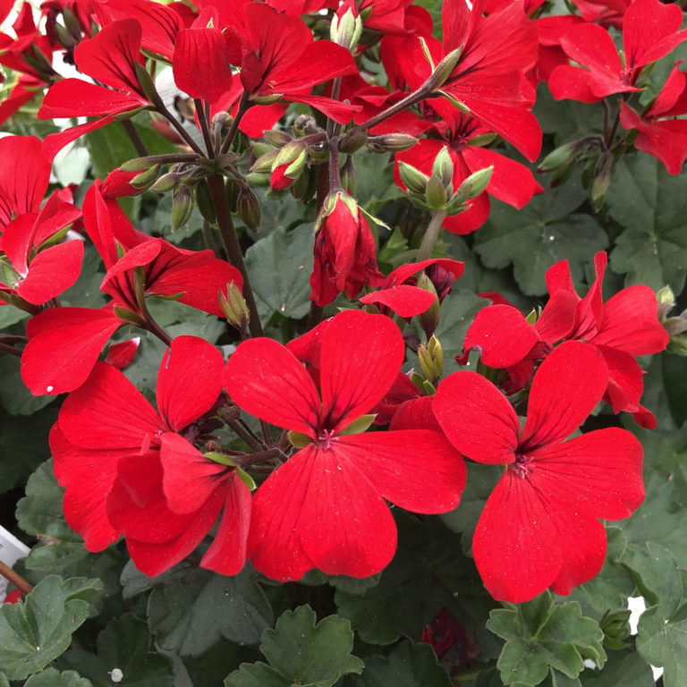 Pelargonium TIMELESS Fire - Buy Geranium Annuals Online