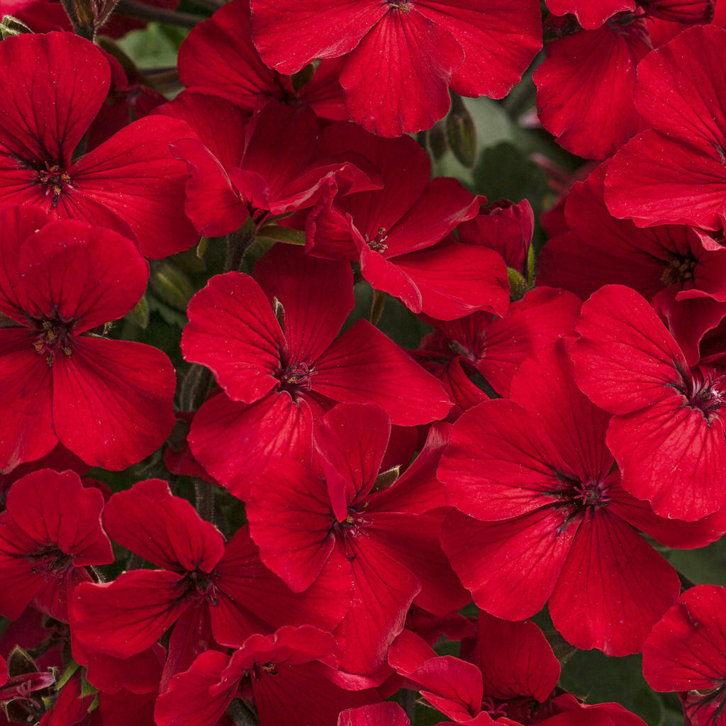 Pelargonium TIMELESS Fire - Buy Geranium Annuals Online