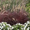 GRACEFUL GRASSES® Fireworks Fountain Grass - Order Online