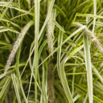 Pennisetum Sky Rocket - Order Online
