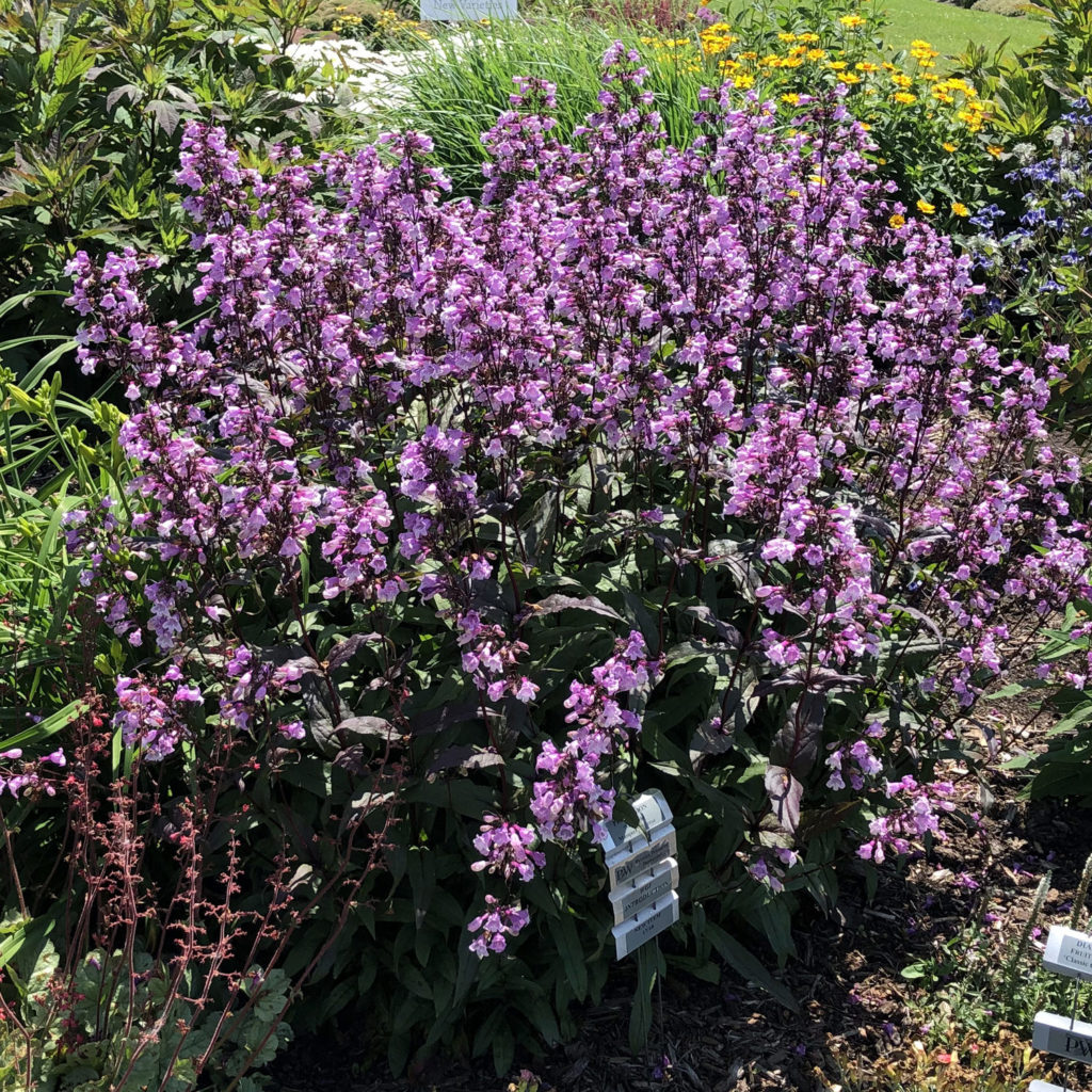 'Midnight Masquerade' Penstemon – Garden Crossings