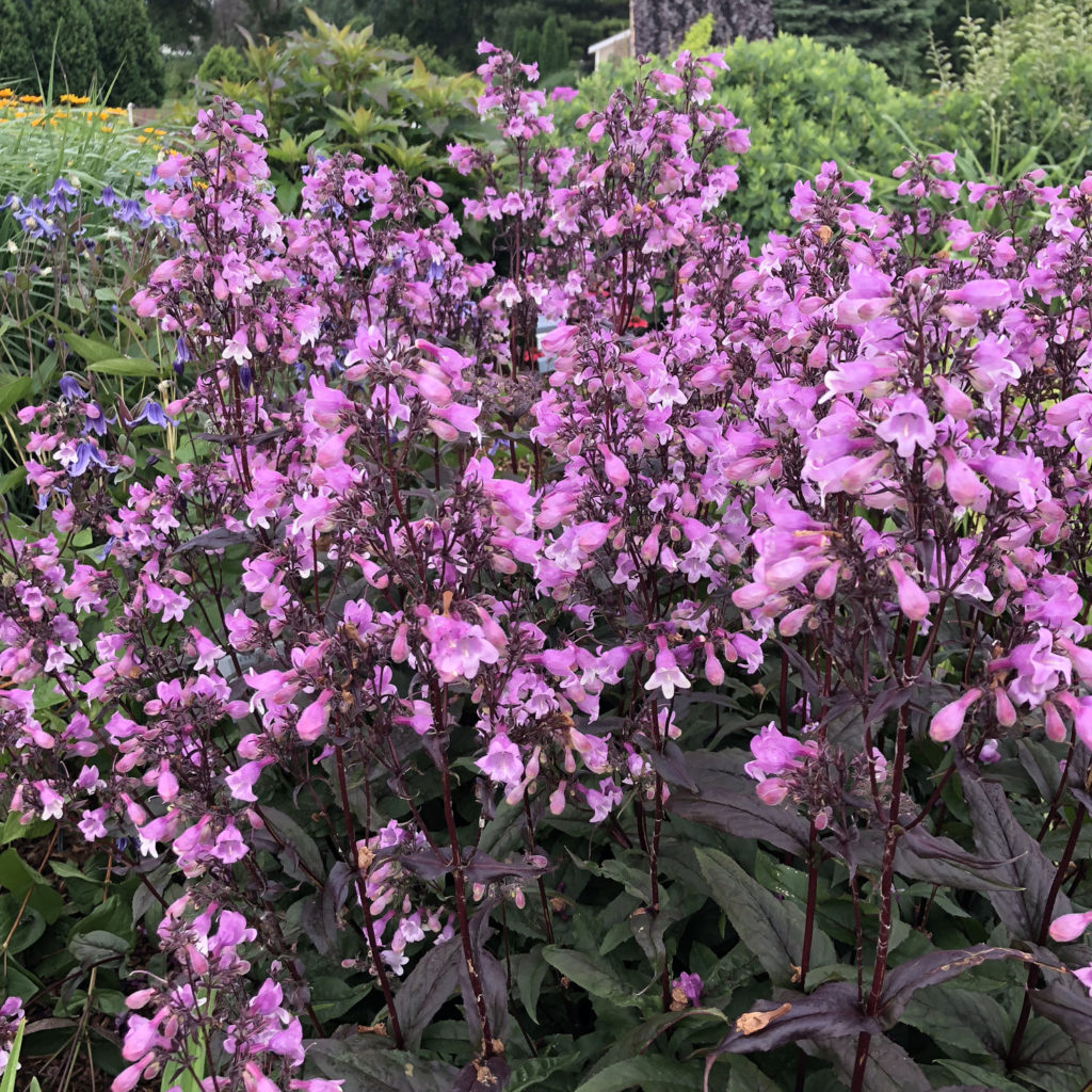 'Midnight Masquerade' Penstemon – Garden Crossings