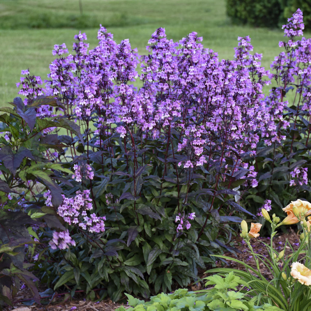 'Midnight Masquerade' Penstemon – Garden Crossings