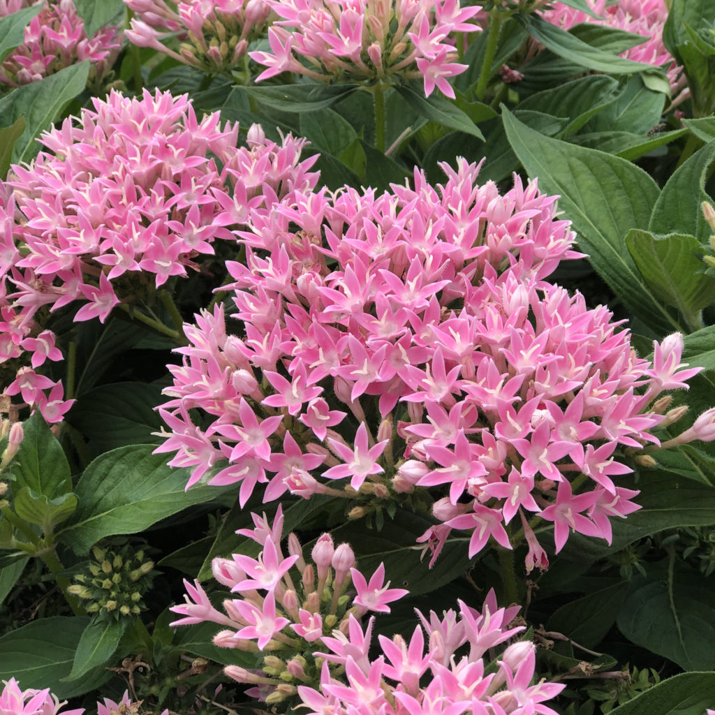 SUNSTAR™ Pink Pentas