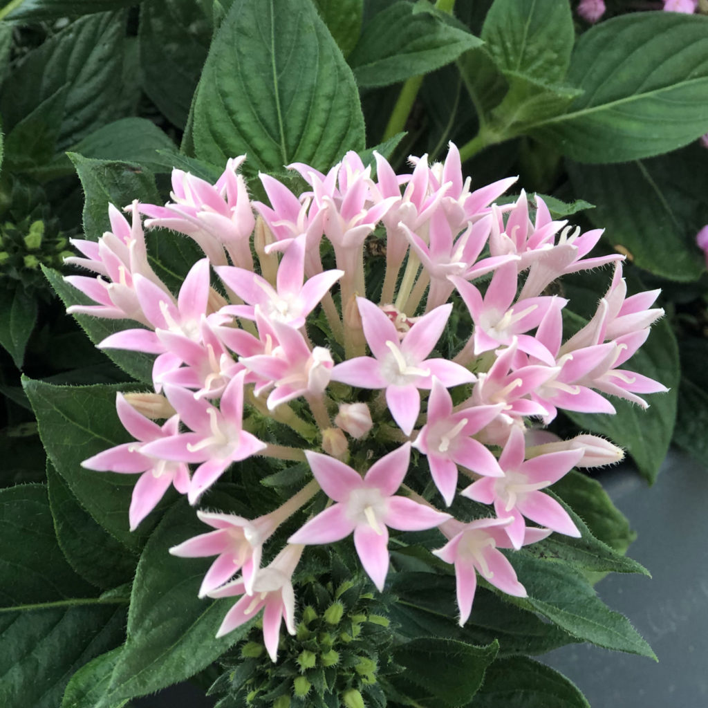 SUNSTAR™ Pink Pentas