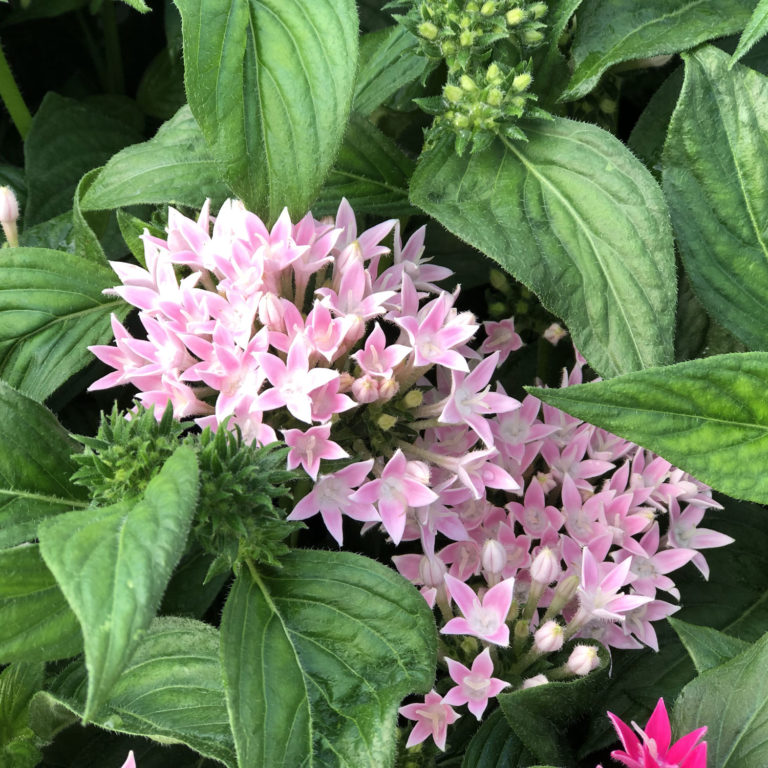 SUNSTAR™ Pink Pentas