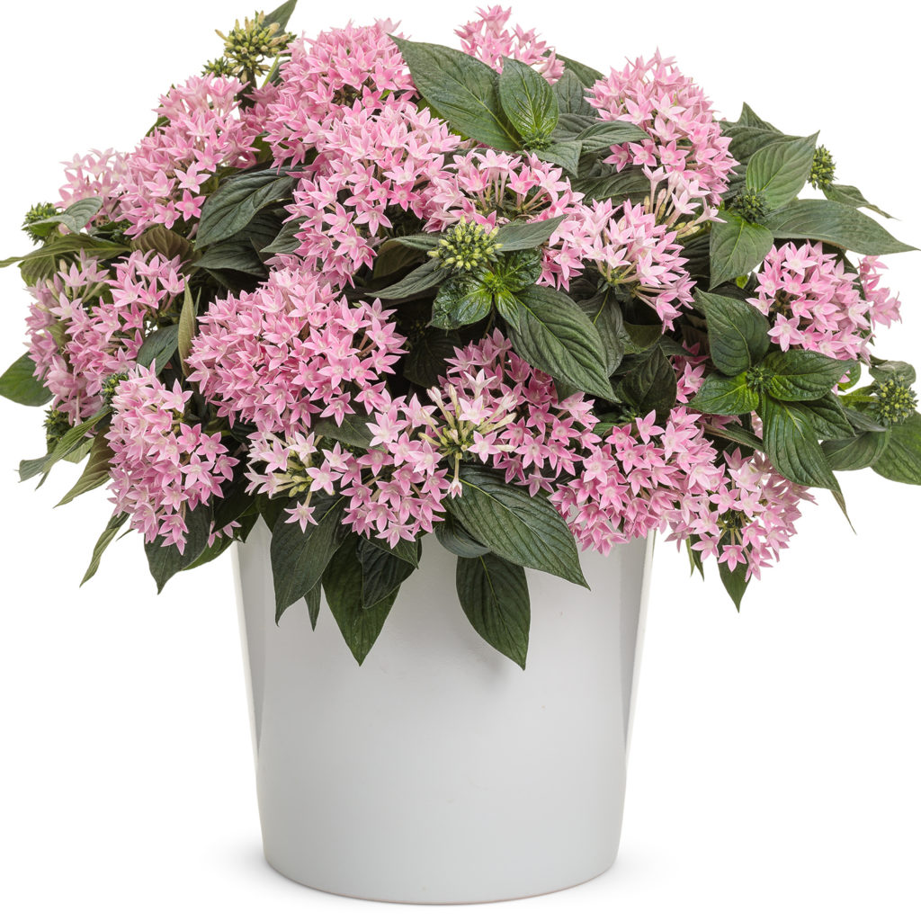SUNSTAR™ Pink Pentas