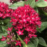 SUNSTAR™ Red Pentas
