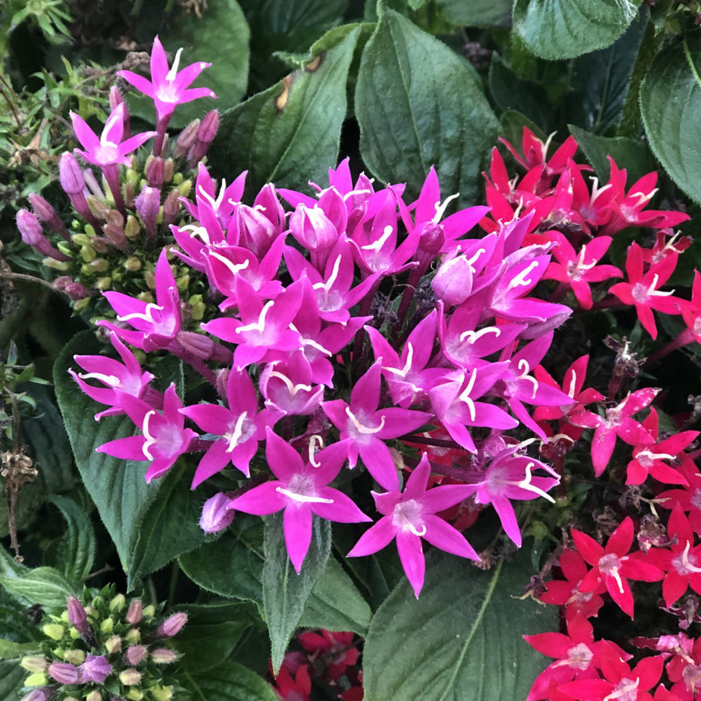 SUNSTAR™ Rose Pentas
