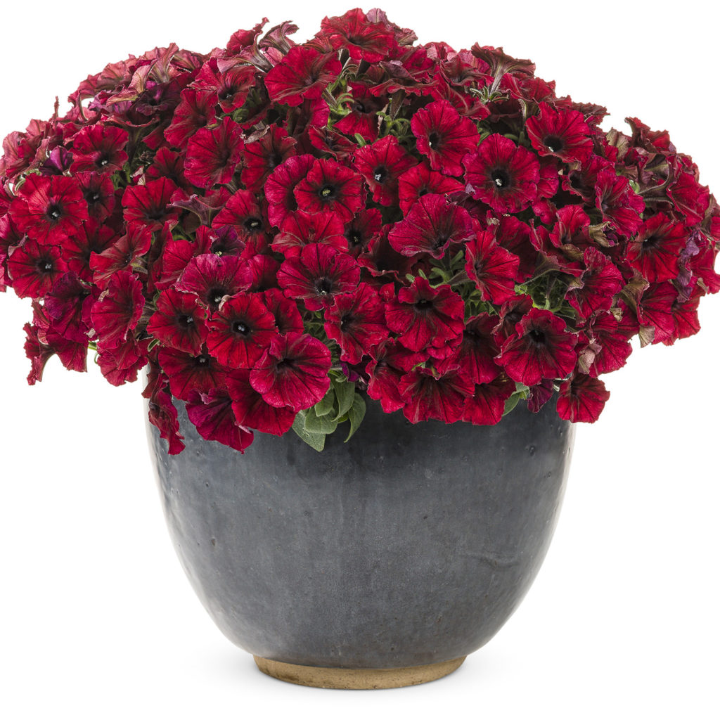 SUPERTUNIA® BLACK CHERRY® Petunia - Order Online