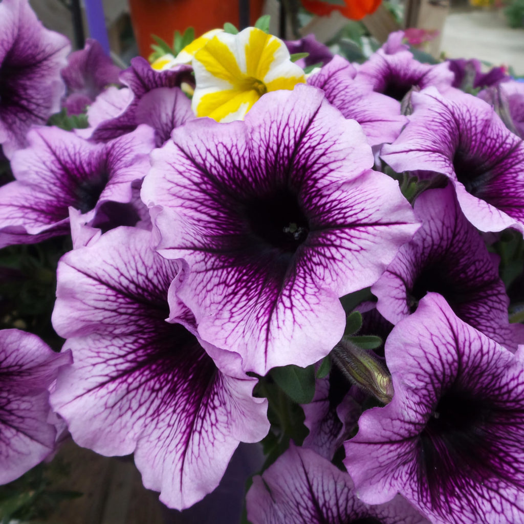 SUPERTUNIA® BORDEAUX™ Petunia - Garden Crossings