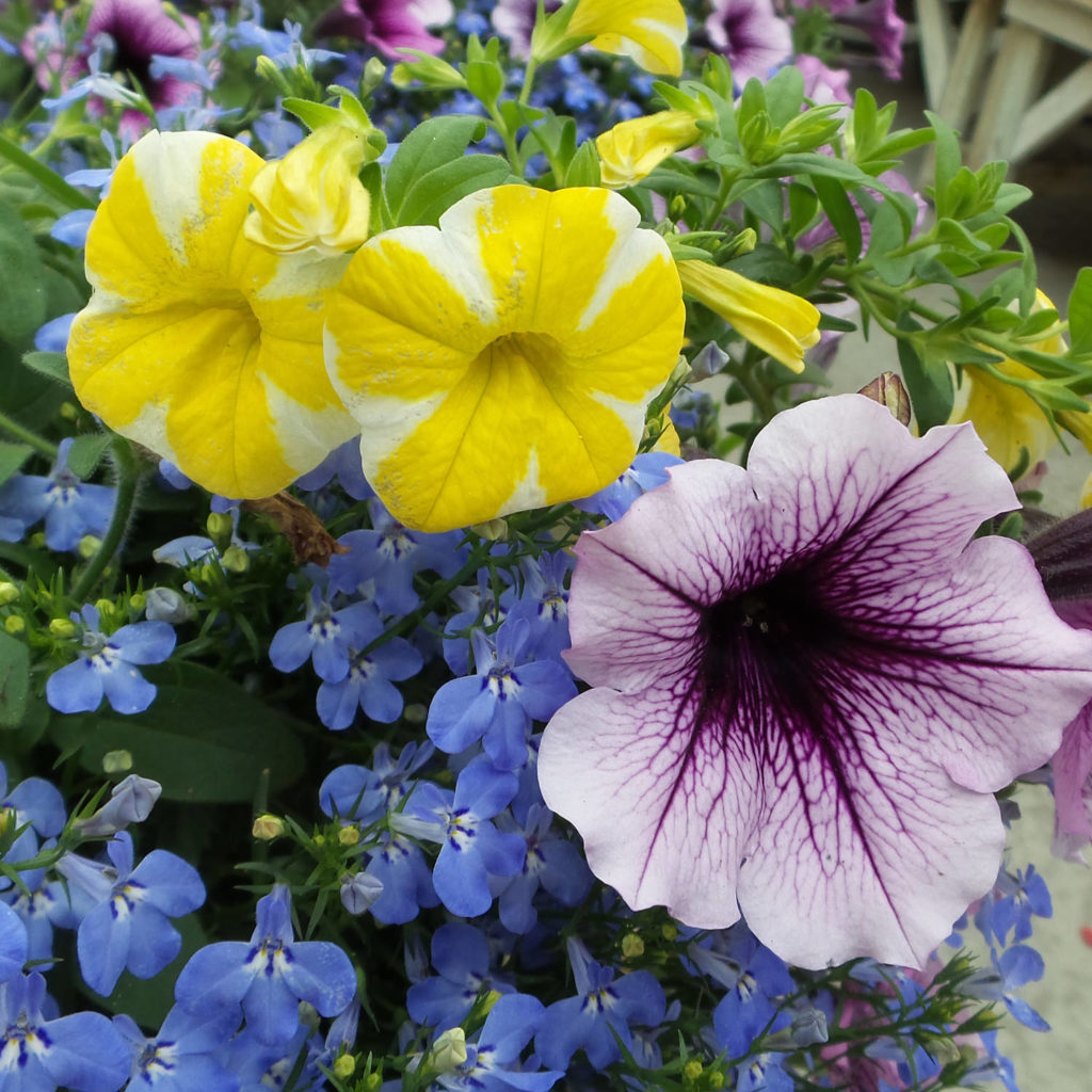 SUPERTUNIA® BORDEAUX™ Petunia - Garden Crossings