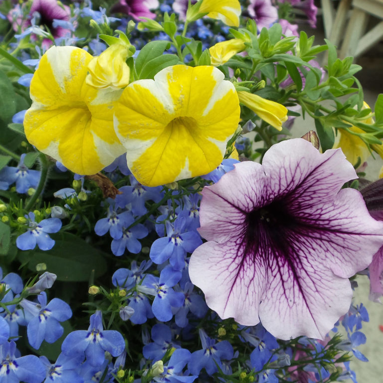 SUPERTUNIA® BORDEAUX™ Petunia - Garden Crossings