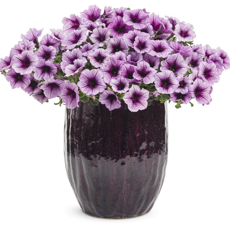 SUPERTUNIA® BORDEAUX™ Petunia - Garden Crossings