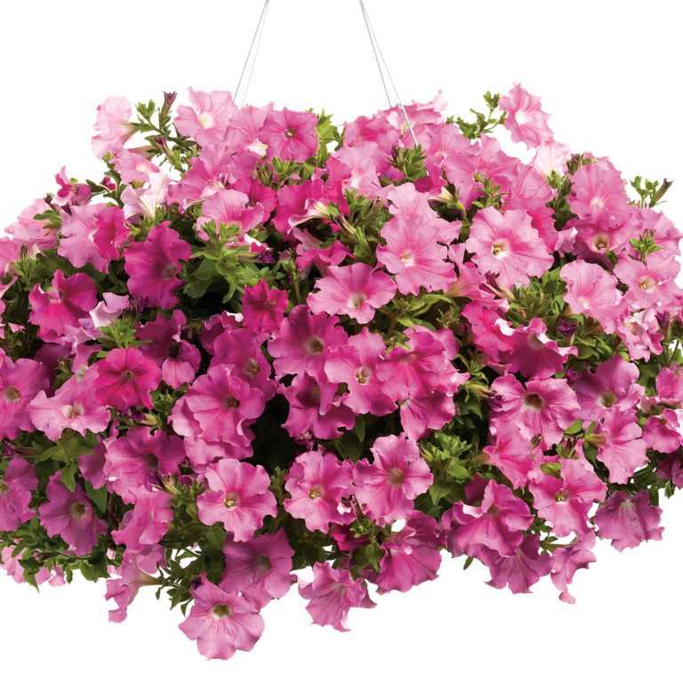 SUPERTUNIA® Giant Pink Petunia - Garden Crossings