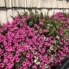 SUPERTUNIA® 'Mini Vista Hot Pink' Petunia – Order Online