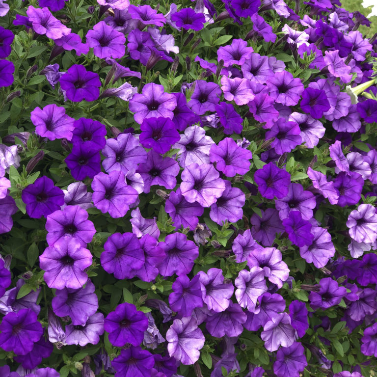 Order Petunia Annuals Online - Garden Crossings