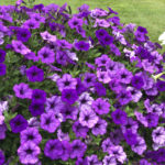 SUPERTUNIA® 'Mini Vista Indigo' Petunia - Order Online