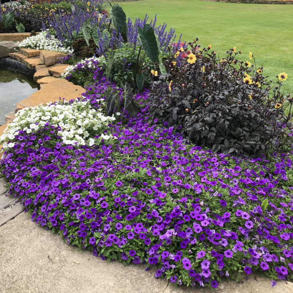 SUPERTUNIA® 'Mini Vista Indigo' Petunia - Order Online