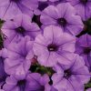 SUPERTUNIA® 'Mini Vista Indigo' Petunia - Order Online
