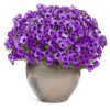 SUPERTUNIA® 'Mini Vista Indigo' Petunia - Order Online