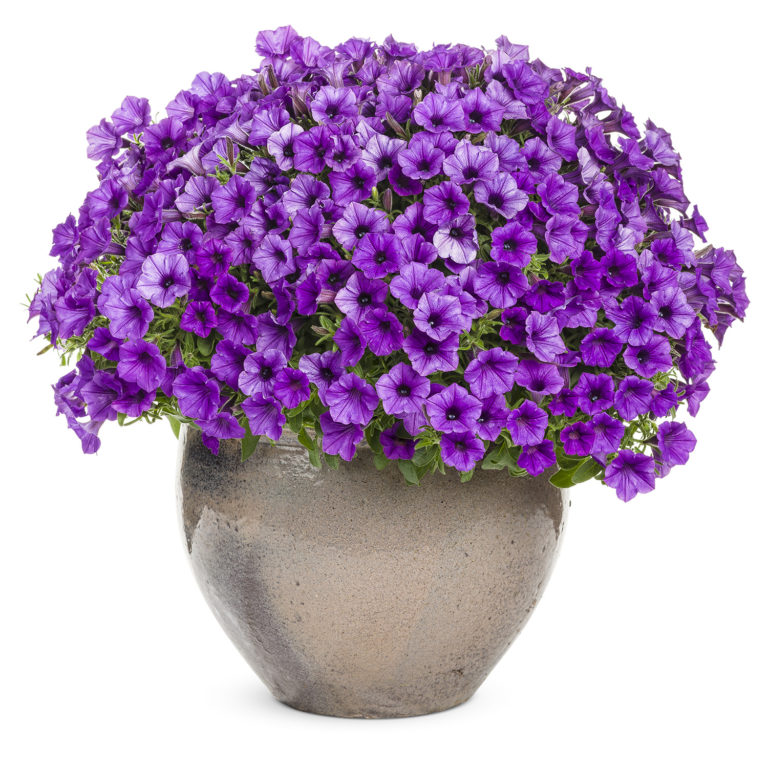 SUPERTUNIA® 'Mini Vista Indigo' Petunia - Order Online
