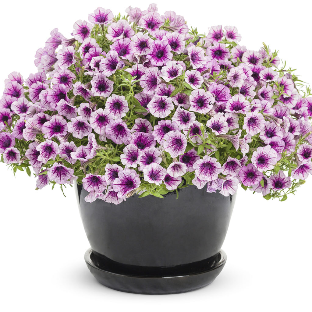 SUPERTUNIA® 'Mulberry Charm' Petunia